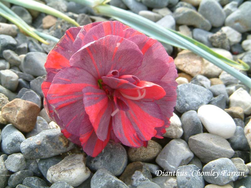 DIANTHUS-CHOMLEY-FARRAN-150802-3 - Irish Garden Plant Society