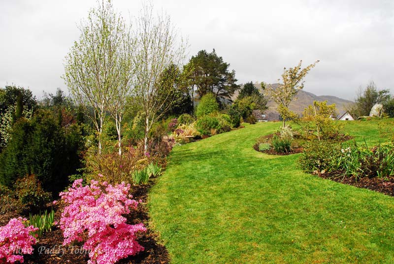 AGM 2003 Stephen Austen's Garden (20) - Irish Garden Plant Society