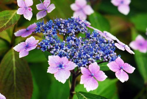 Hydrangea (16) - Irish Garden Plant Society