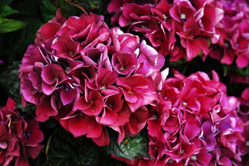 Hydrangea (9) - Irish Garden Plant Society