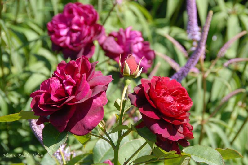 Darcey Bussell - Irish Garden Plant Society