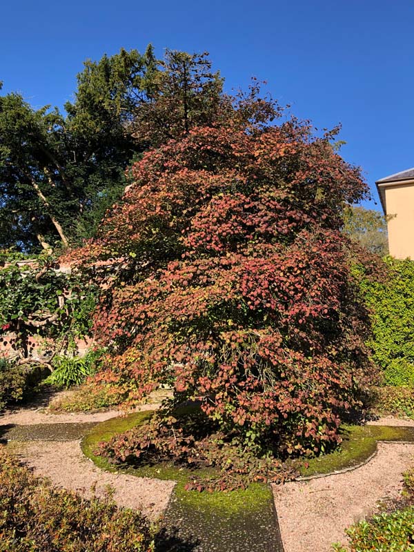 Rowallane - Irish Garden Plant Society