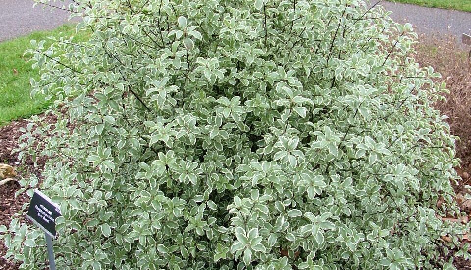 Pittosporum 'Silver Queen' - Irish Garden Plant Society