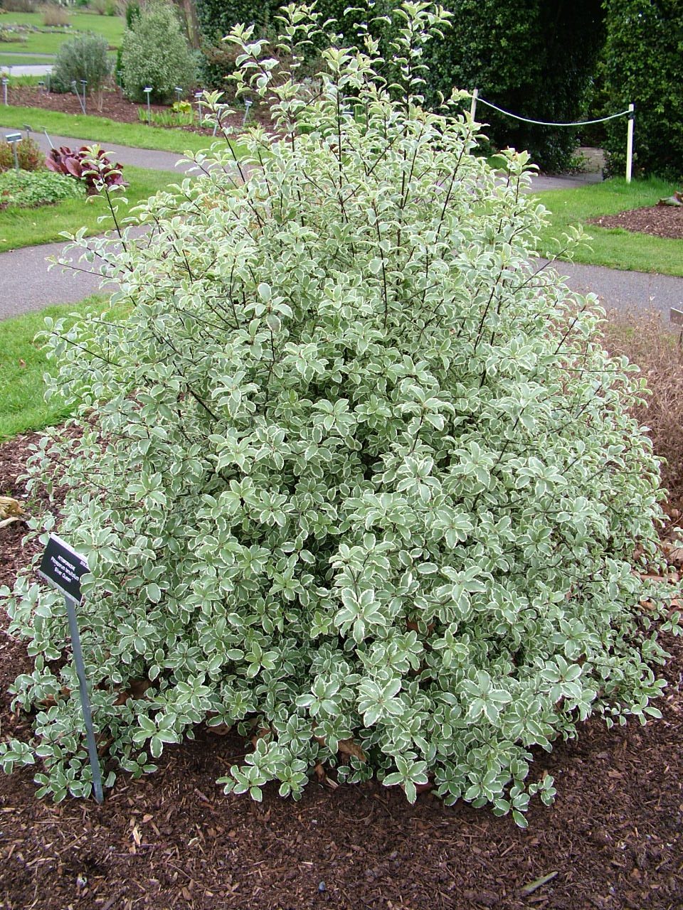 Pittosporum 'Silver Queen' - Irish Garden Plant Society