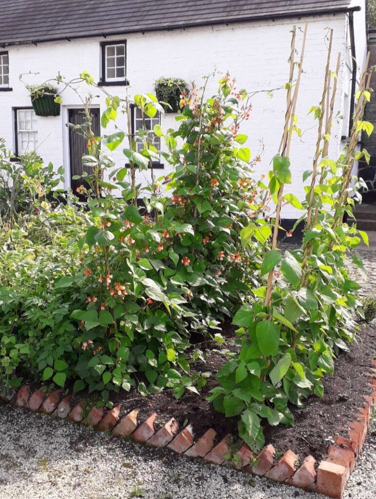 A summer update from Pogue's Entry Garden, Antrim - Irish Garden Plant ...