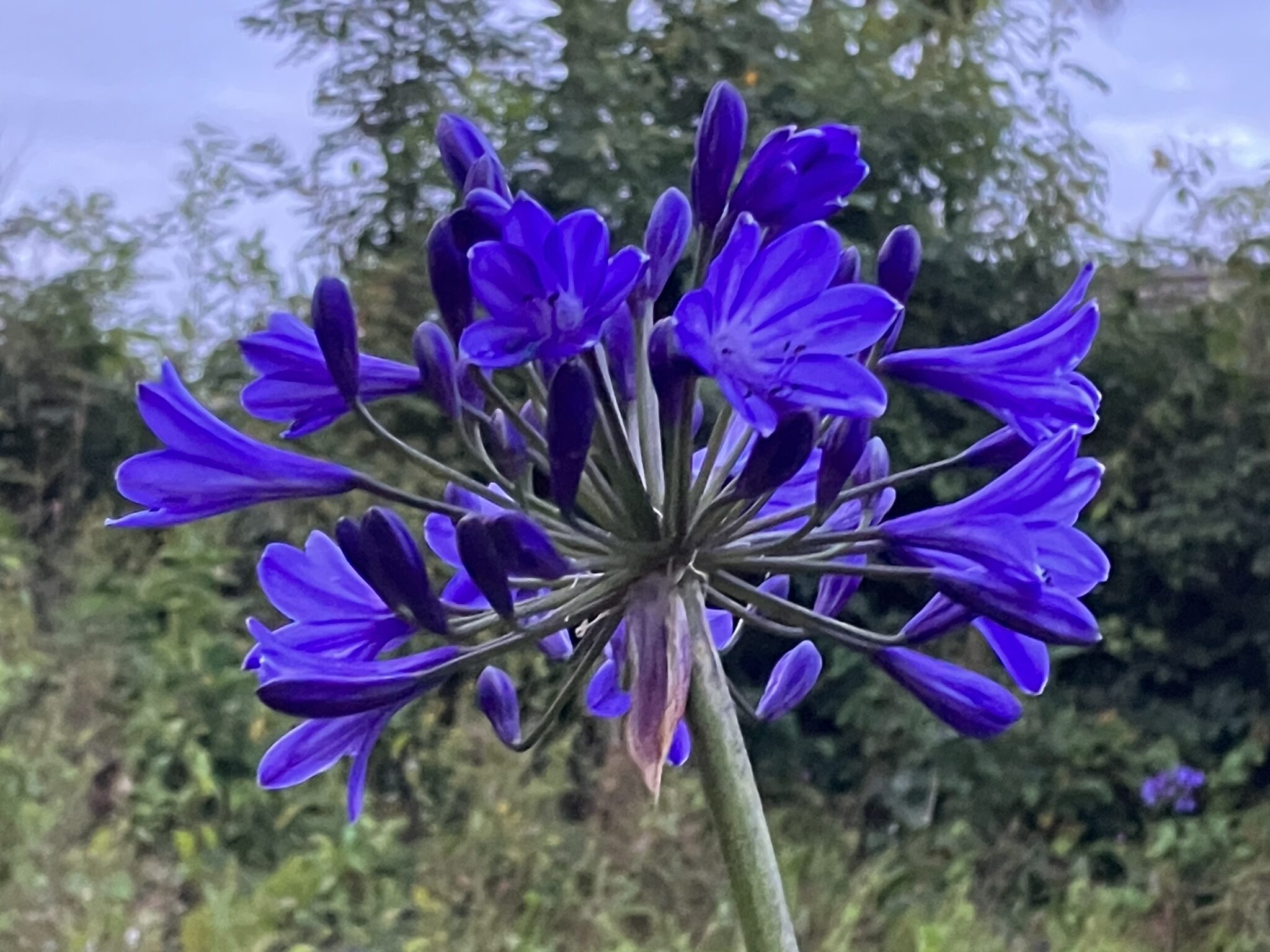 Agapanthus: SIG - Irish Garden Plant Society