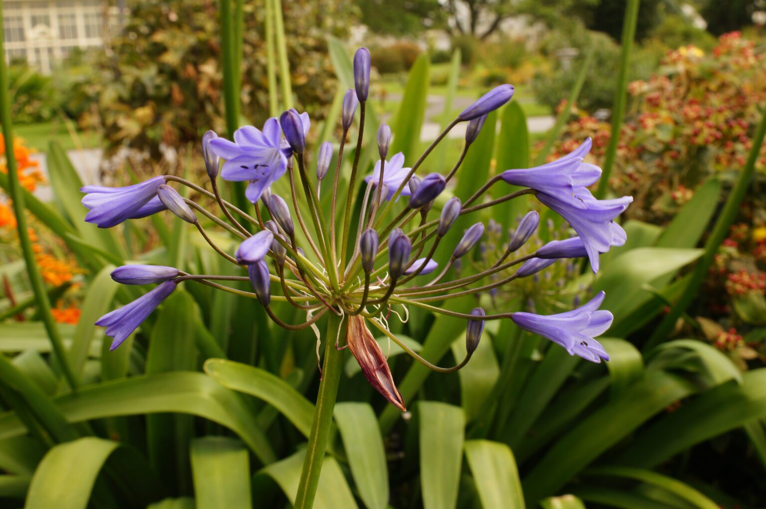 Agapanthus: SIG - Irish Garden Plant Society
