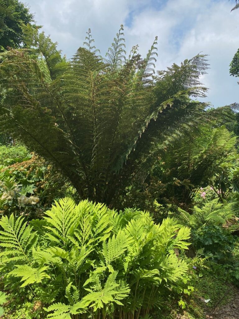 Ballyedmond Castle Gardens Visit - Report - Irish Garden Plant Society