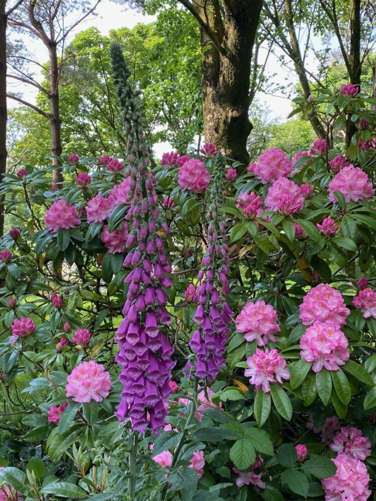 Ballyedmond Castle Gardens Visit - Report - Irish Garden Plant Society