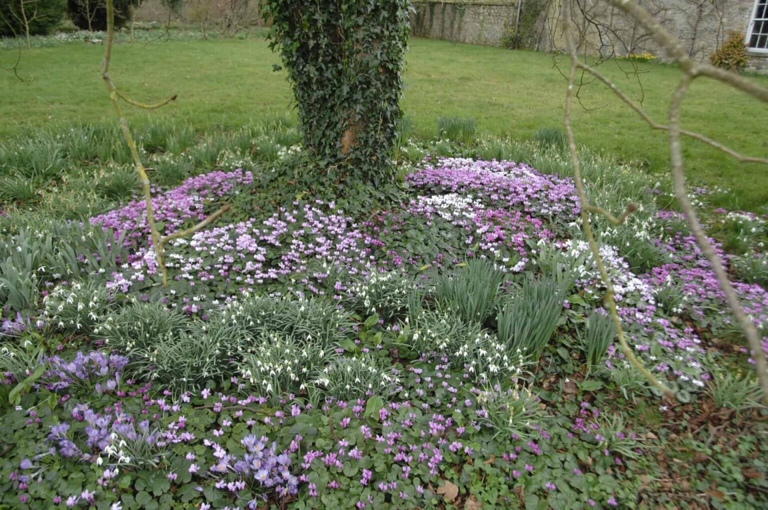 Visit to RHSI Bellefield - 6th February 2026 - Irish Garden Plant Society